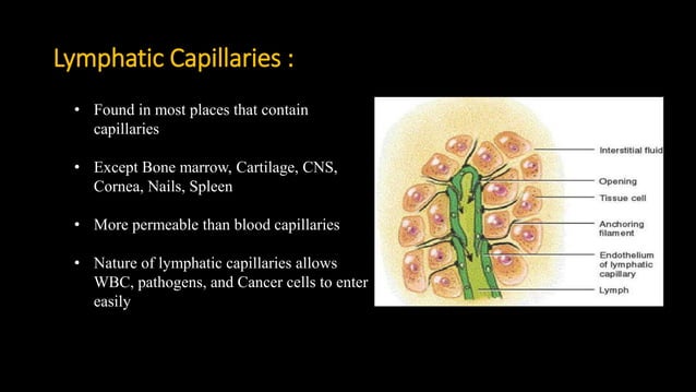 Lymphatic pathophysiology | PPTX | Biological Sciences | Science