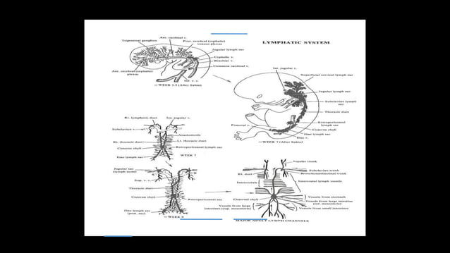 Lymphatic pathophysiology | PPT
