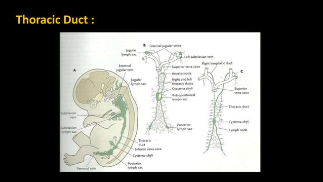 Lymphatic pathophysiology | PPTX | Biological Sciences | Science