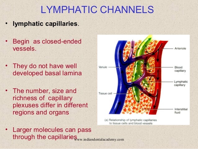 Lymphatics