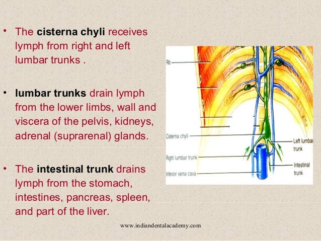 Lymphatics