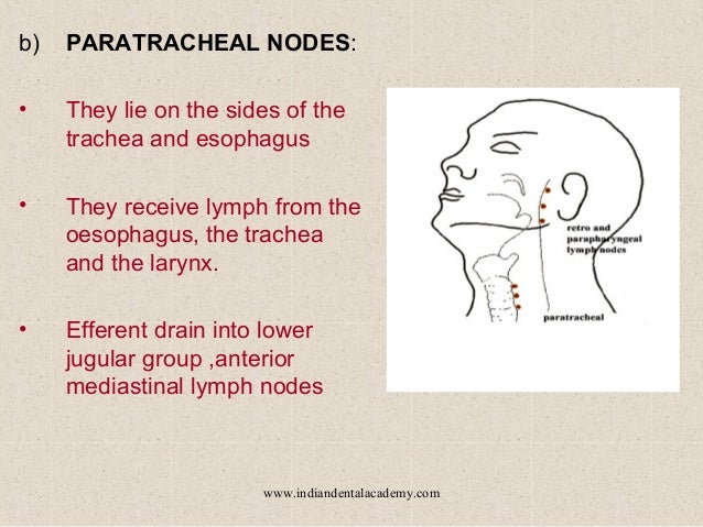 Lymphatics