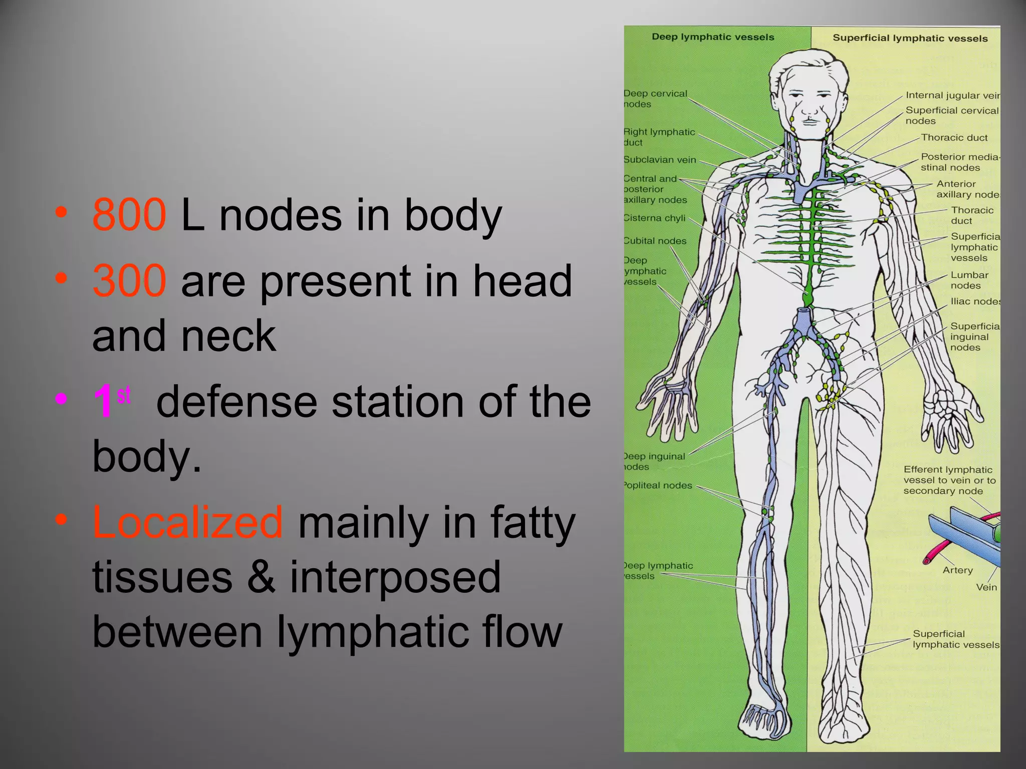 Lymphatics of head and neck | PPT