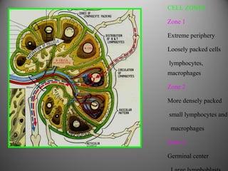 Lymphatics of head and neck | PPT