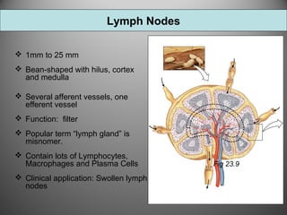 Lymphatics of head and neck | PPT