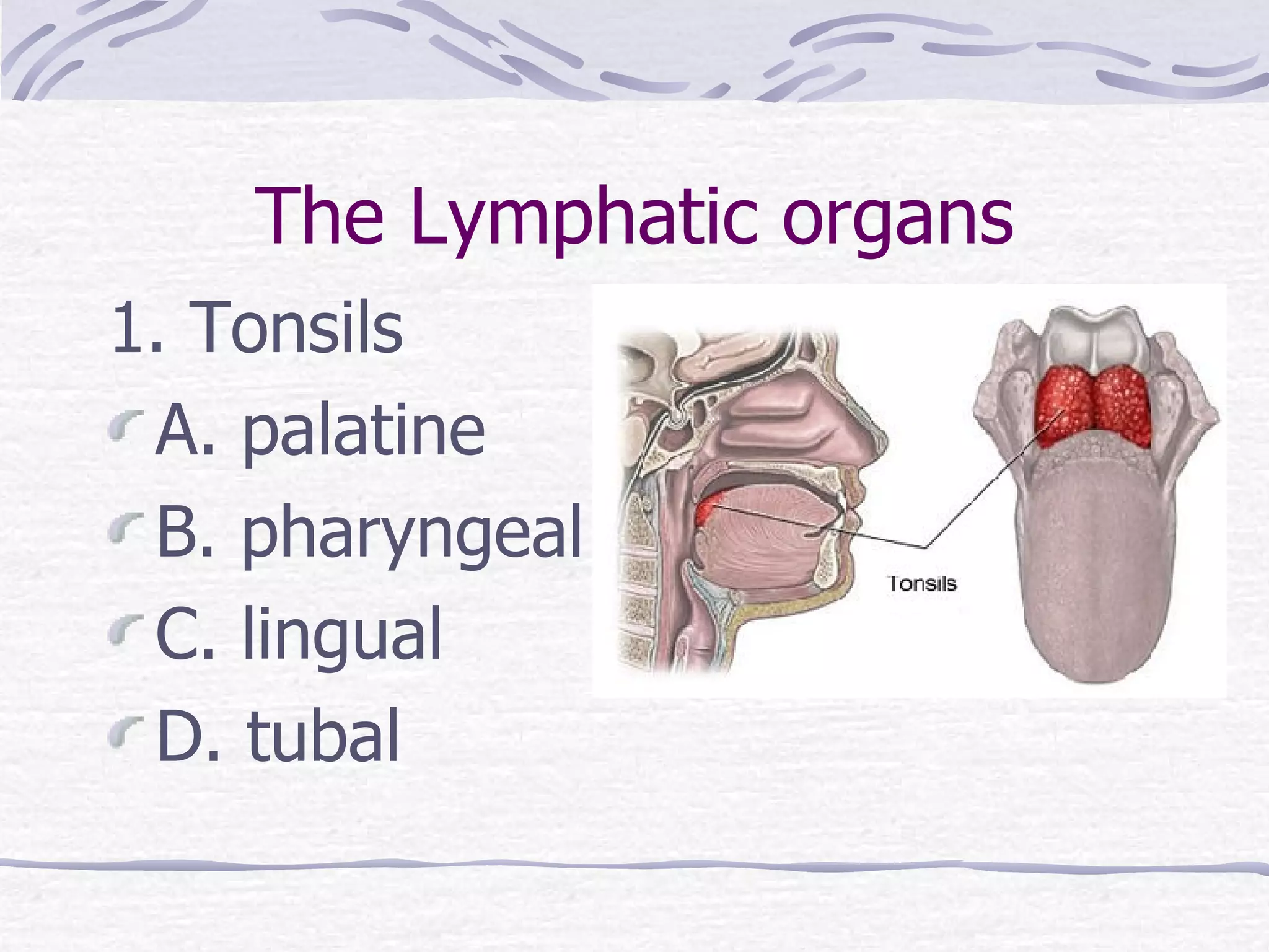 Lymphatics And Respiratory System | PPT