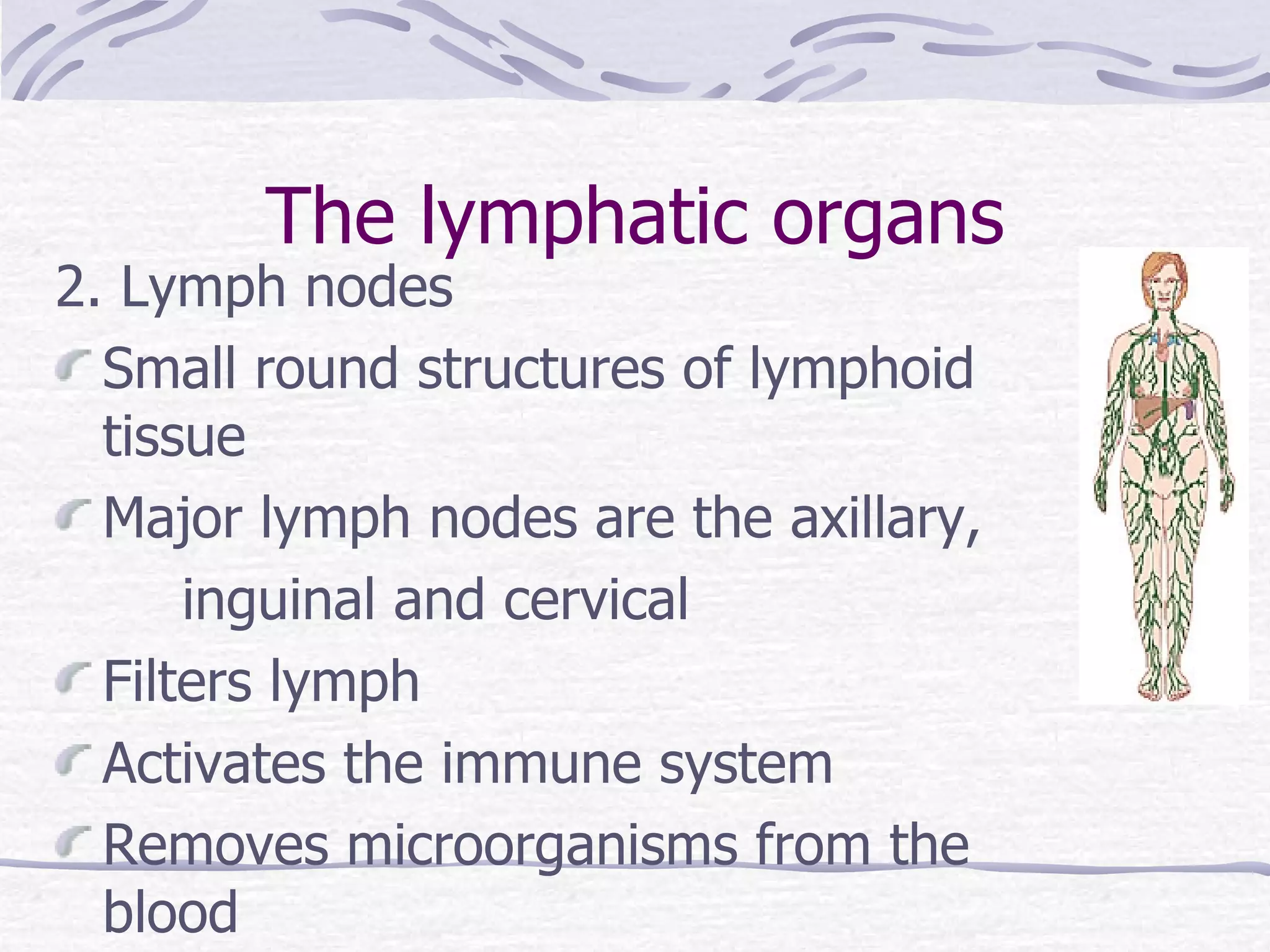 Lymphatics And Respiratory System | PPT