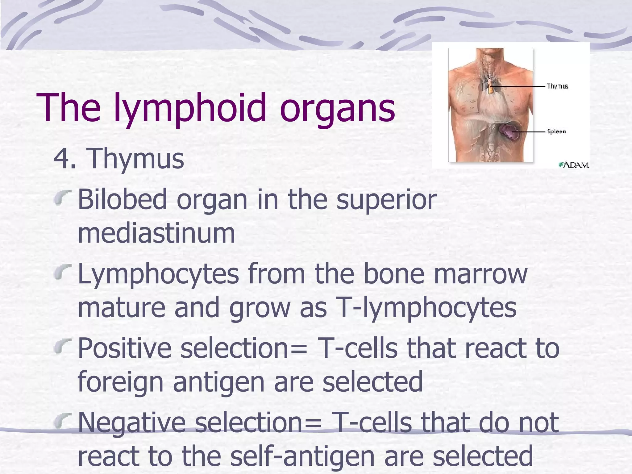 Lymphatics And Respiratory System | PPT