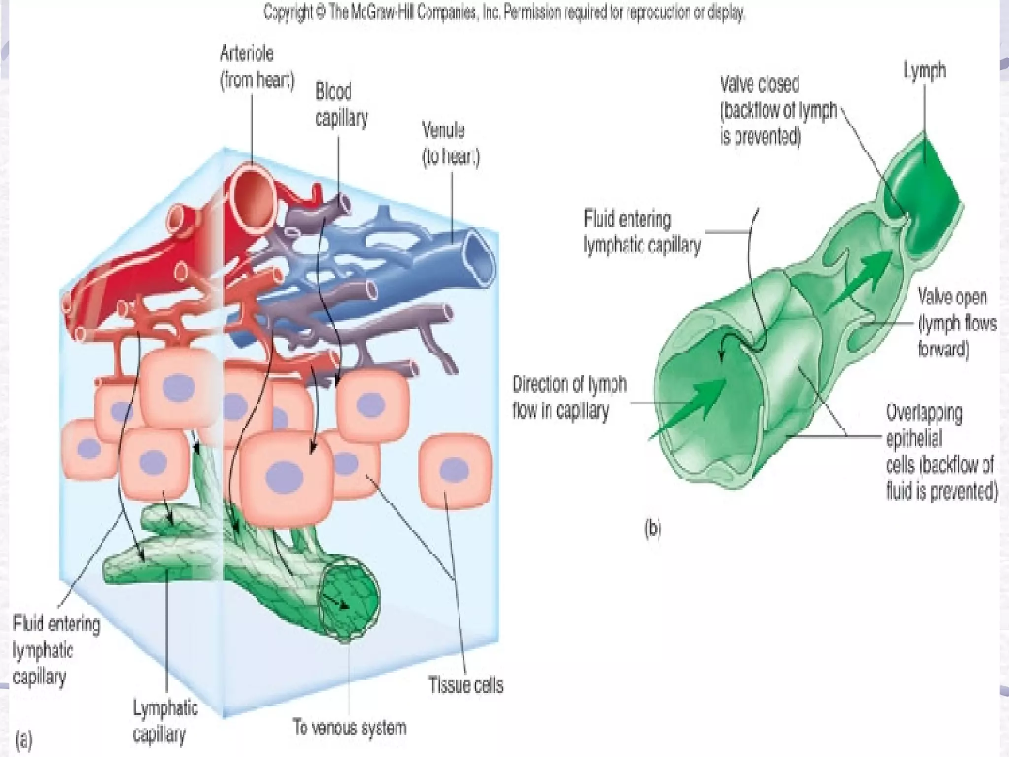 Lymphatics And Respiratory System | PPT