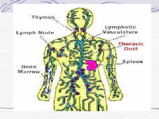 Lymphatics And Respiratory System | PPT