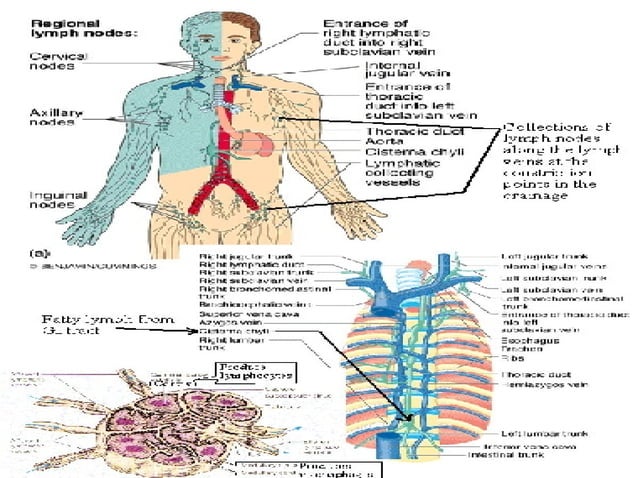 Lymphatics And Respiratory System