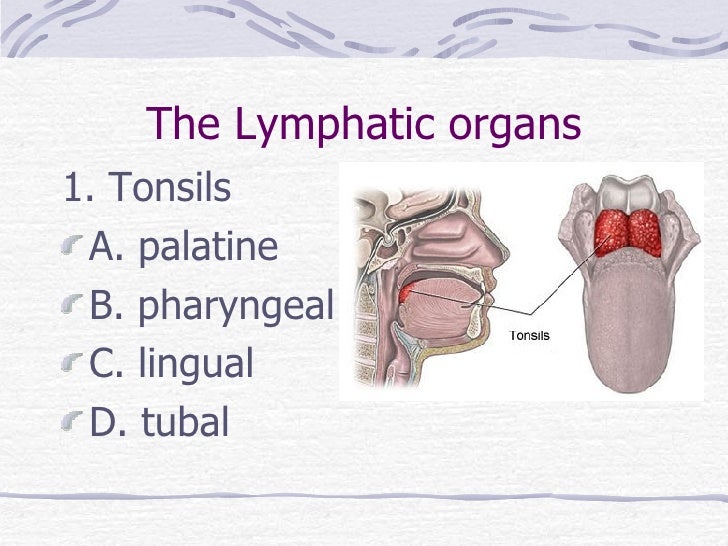 Lymphatics And Respiratory System
