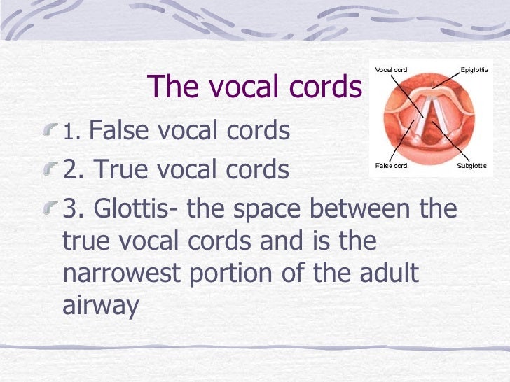 Lymphatics And Respiratory System