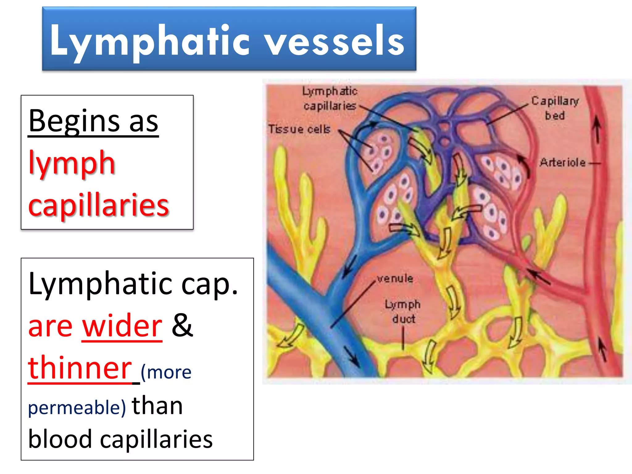 Lymphatic system nagwa elnefiawy | PPT