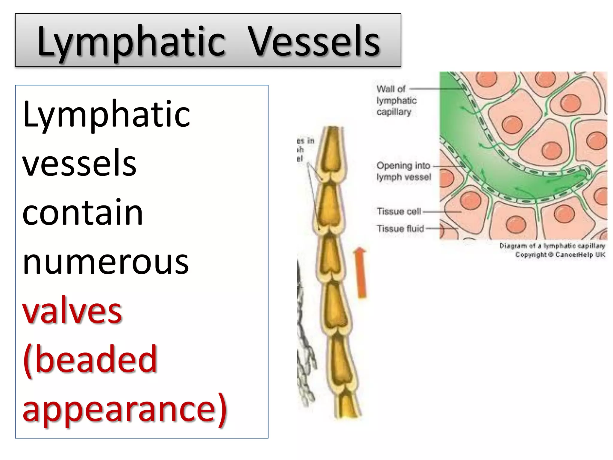 Lymphatic system nagwa elnefiawy | PPT