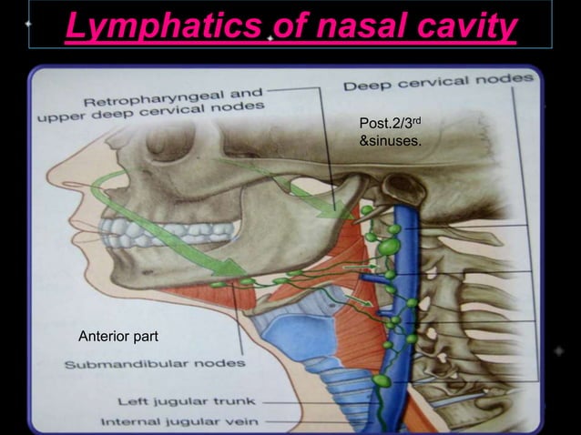 Lymphatics of head and neckppt | PPT