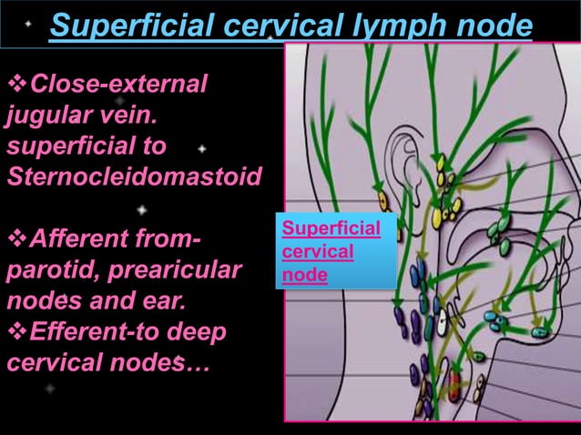 Lymphatics of head and neckppt | PPT