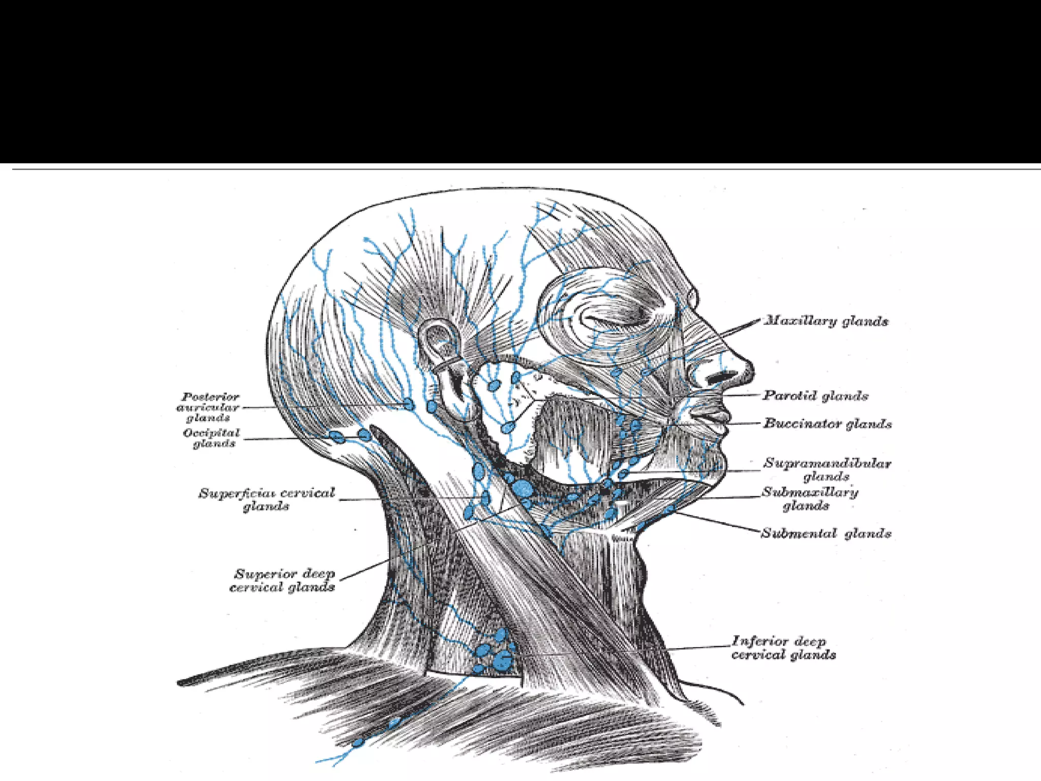 Lymphatics of the head & neck | PPT