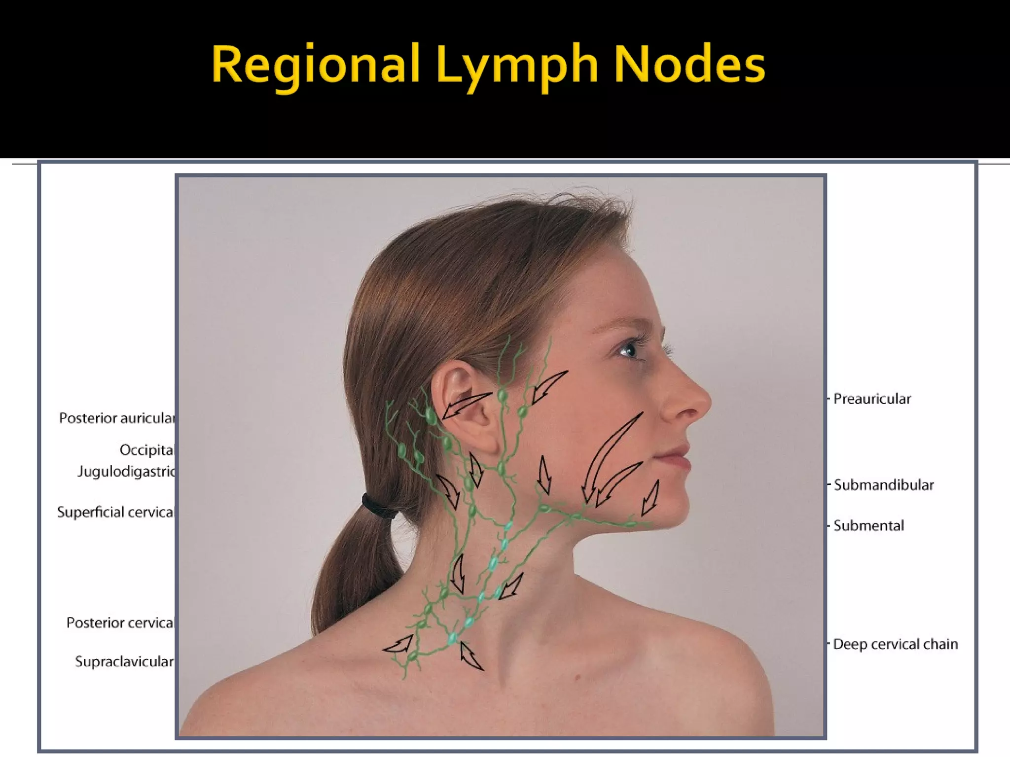 Lymphatics of the head & neck | PPT