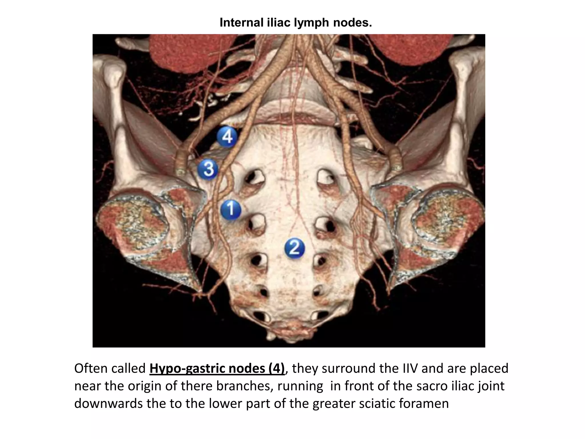Lymphatics of the pelvis | PPTX