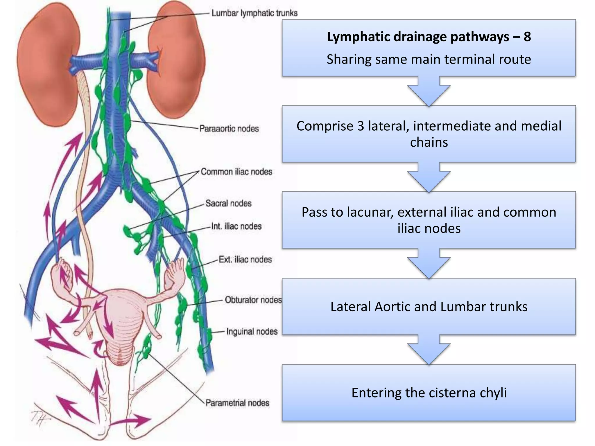 Lymphatics of the pelvis | PPTX