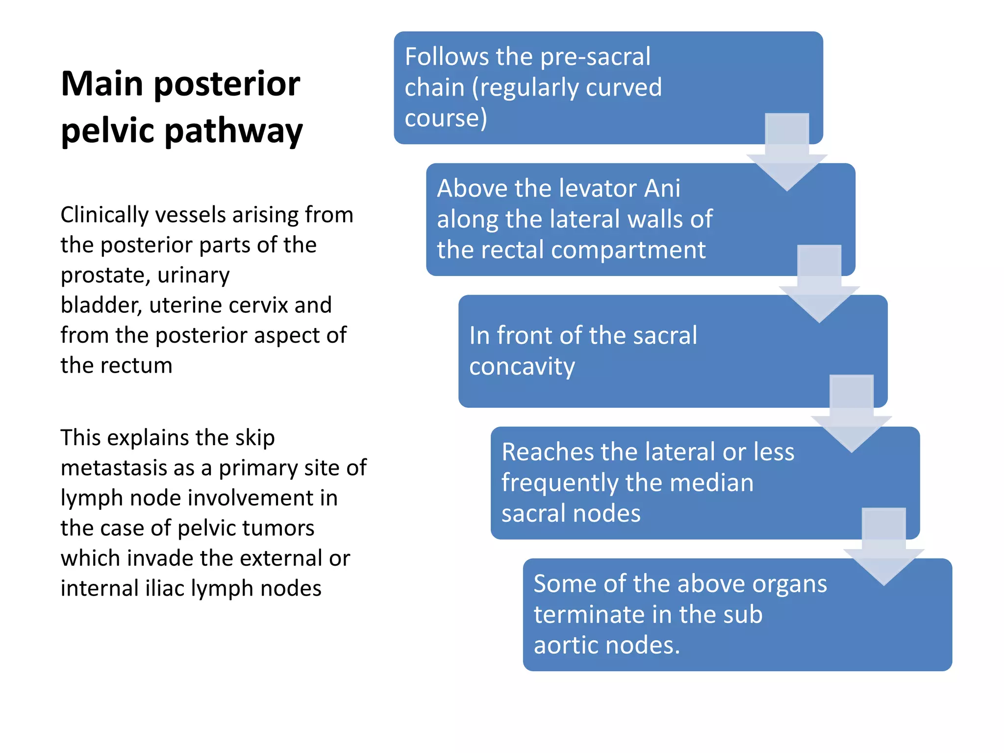 Lymphatics of the pelvis | PPTX