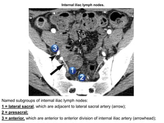 Lymphatics of the pelvis | PPTX