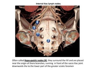 Lymphatics of the pelvis | PPTX