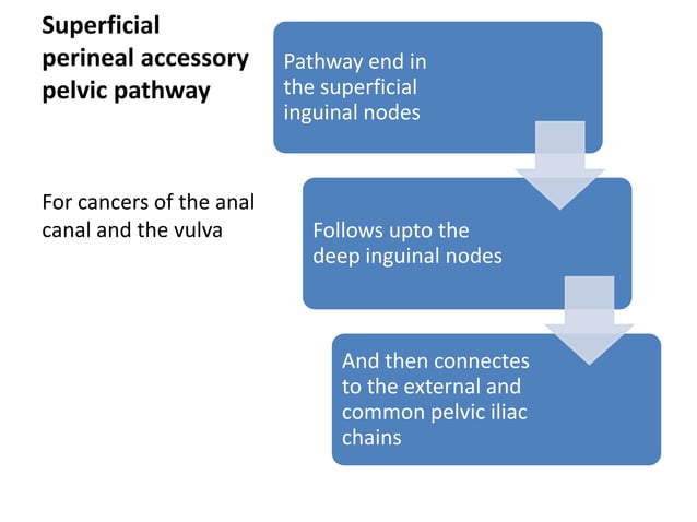 Lymphatics of the pelvis | PPTX