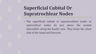 Lymphatic system of upper and lower limbs in human body | PPTX