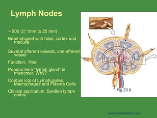 Lymphaticsystem 100311040135-phpapp01 | PPT