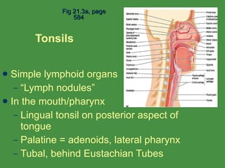 Lymphaticsystem 100311040135-phpapp01 | PPT | Biological Sciences | Science