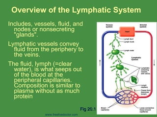Lymphaticsystem 100311040135-phpapp01 | PPT | Biological Sciences | Science