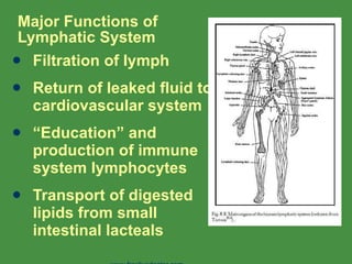 Lymphaticsystem 100311040135-phpapp01 | PPT | Biological Sciences | Science