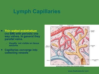 Lymphaticsystem 100311040135-phpapp01 | PPT