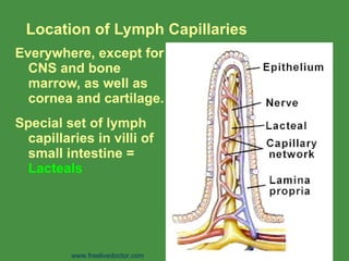 Lymphaticsystem 100311040135-phpapp01 | PPT
