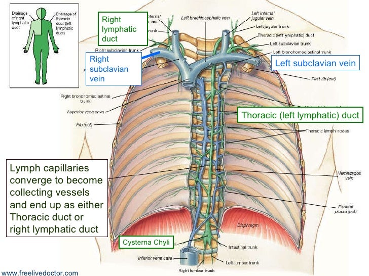 Lymphaticsystem 100311040135-phpapp01