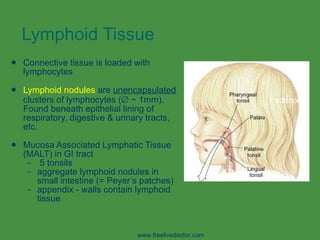 L Nervous System | PPT