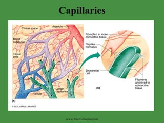 Lymphatic System | PPT