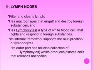 Lymphatic system | PPT
