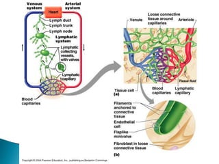 PPT on Lymphatic system | PPTX