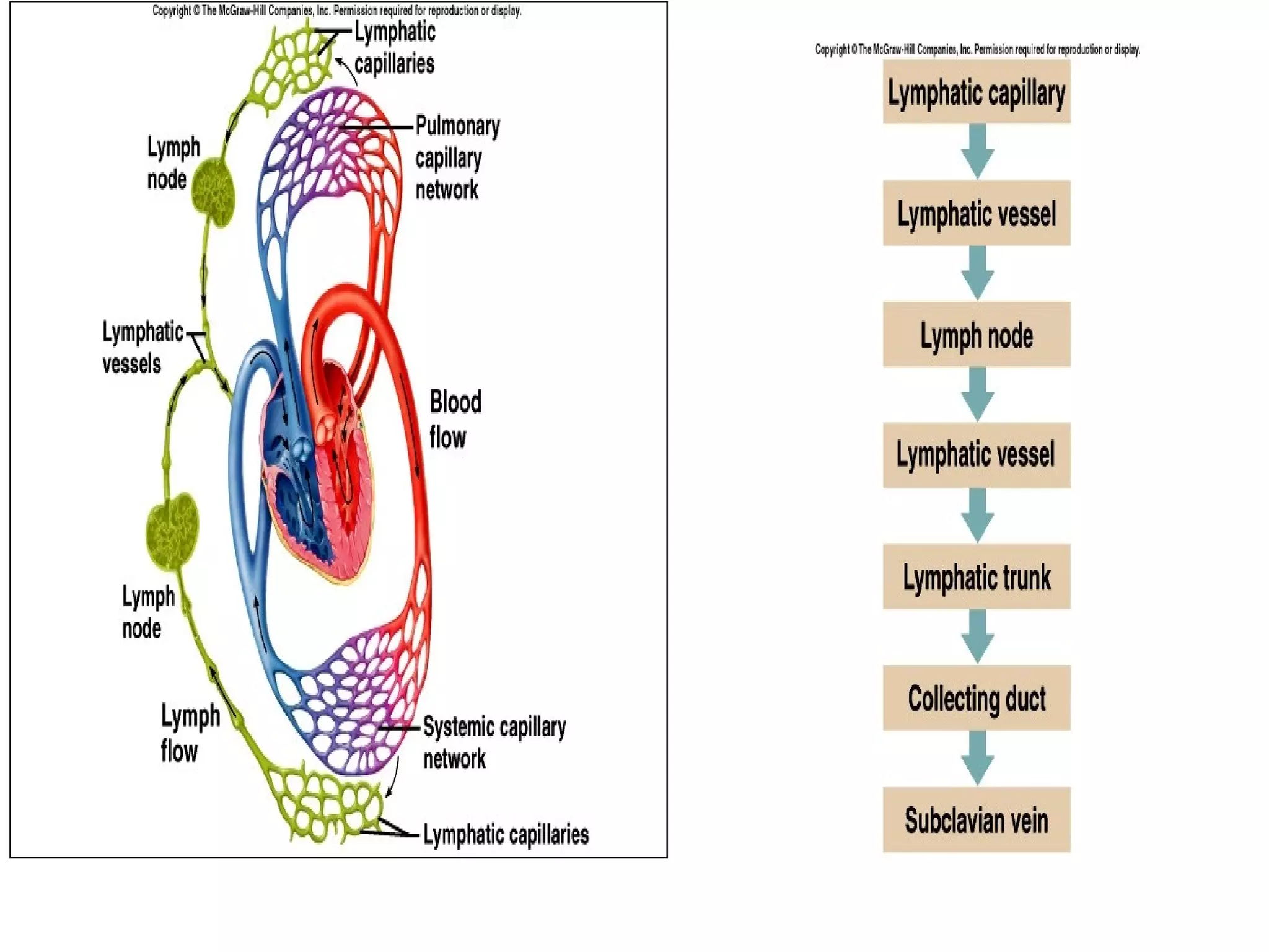 Lymphatic system | PPT