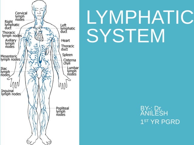 Lymphatic system | PPT