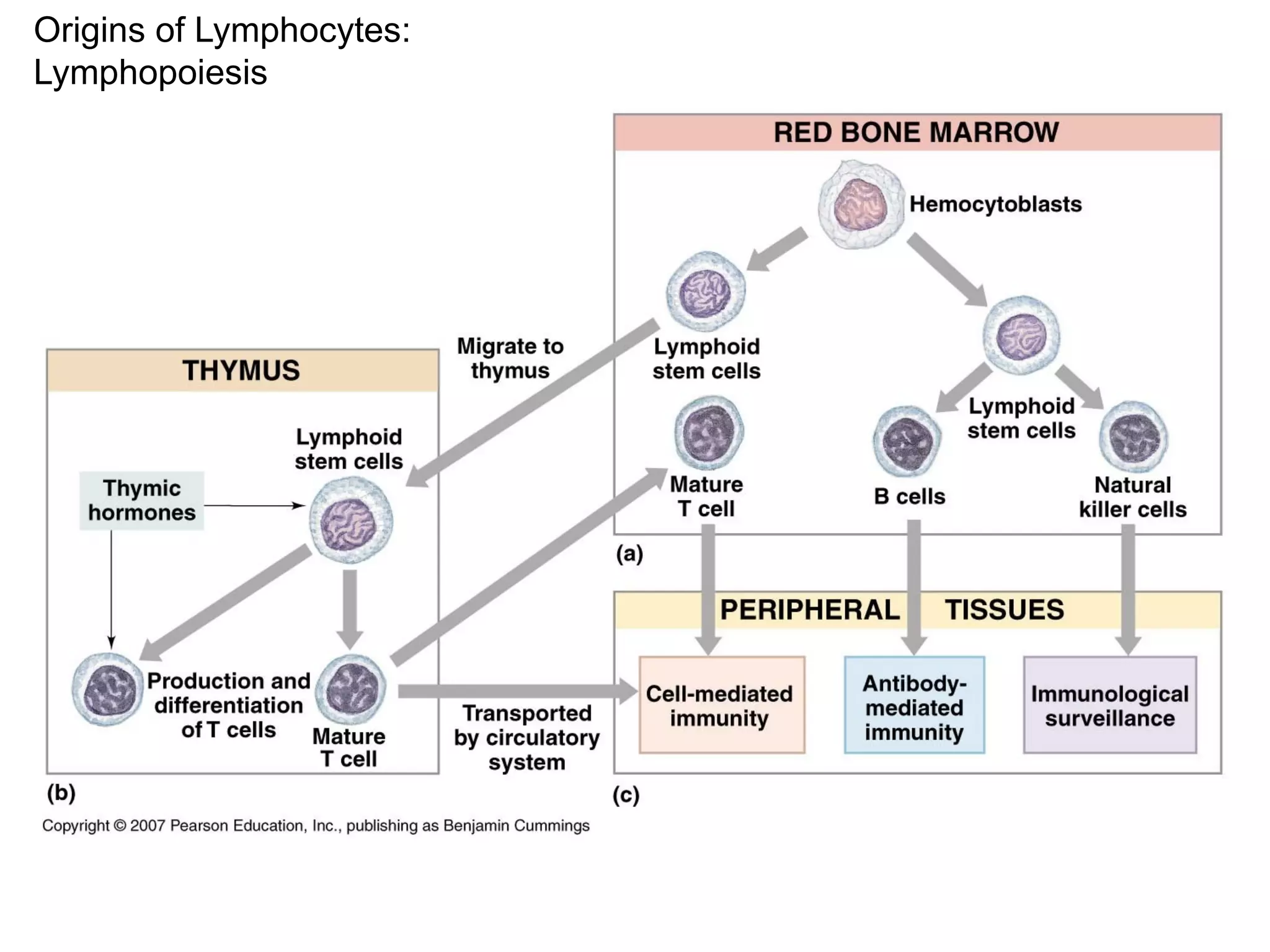 Lymphatic system | PPT