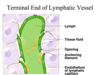 Lymphatic system | PPT