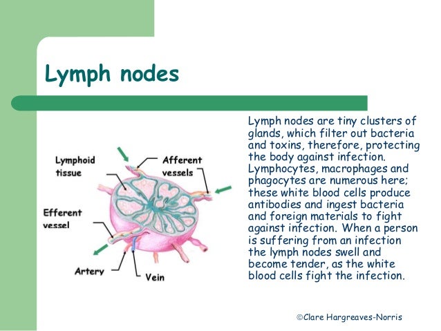 Lymphatic system