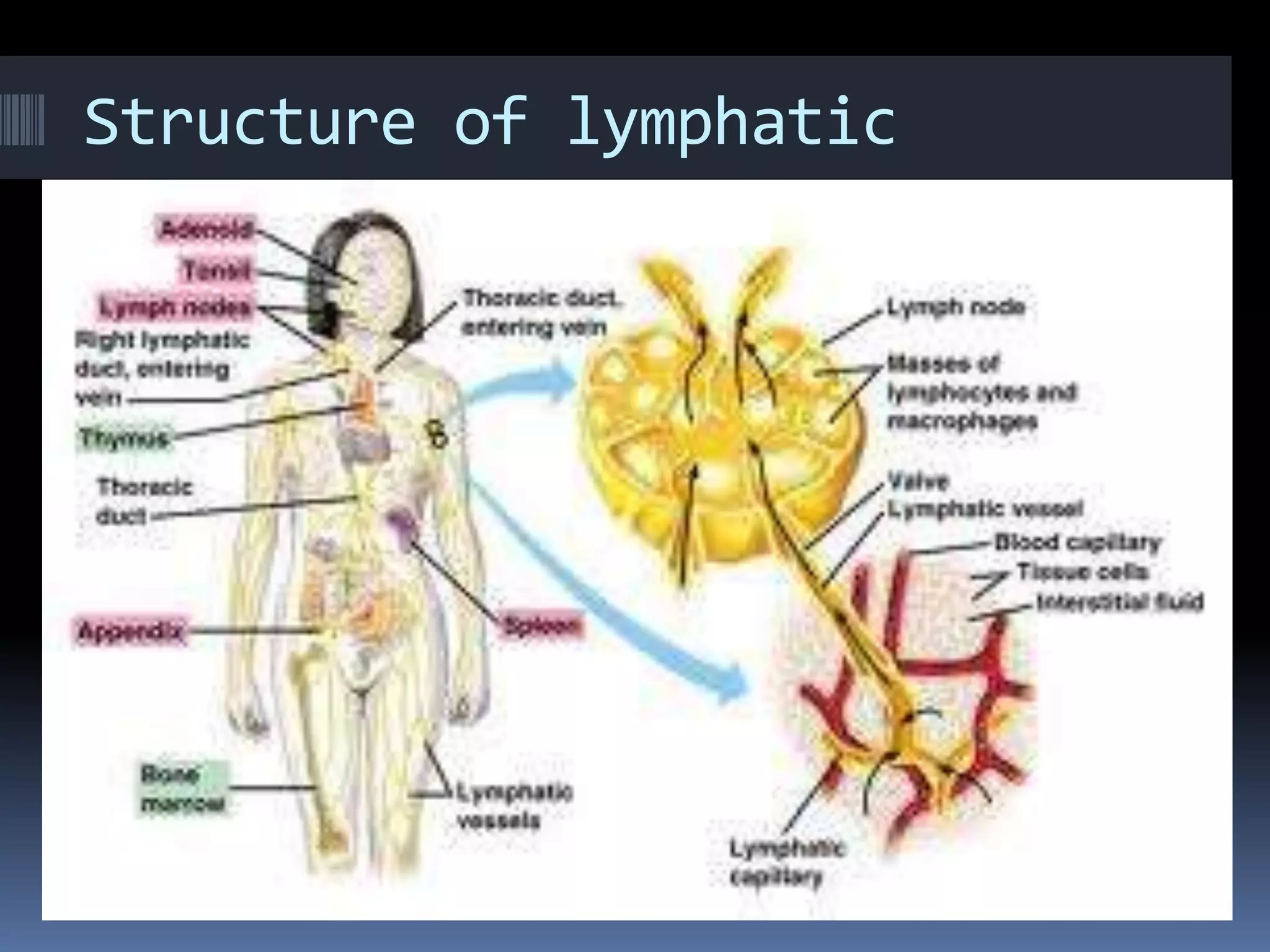 Lymphatic system | PPTX | Ear, Nose and Throat Conditions | Diseases ...