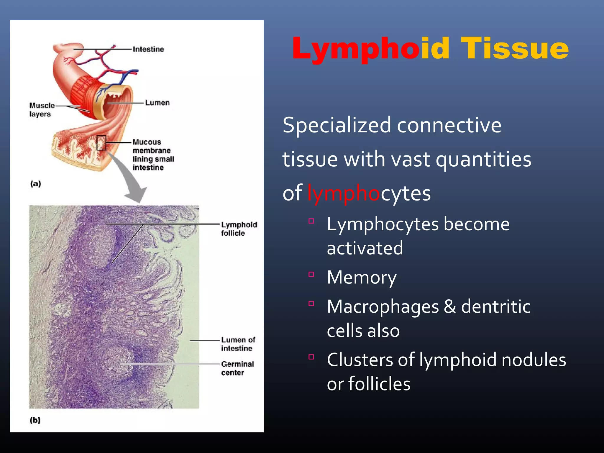 Lymphatic system | PPT