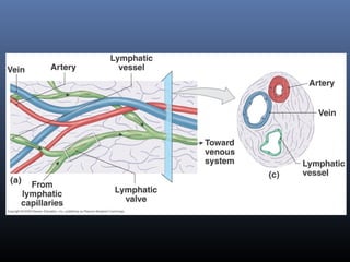 Lymphatic system | PPT