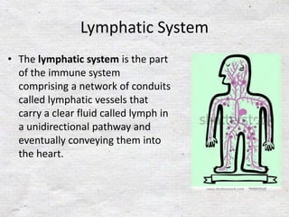 Lymphatic of head and neck | PPTX